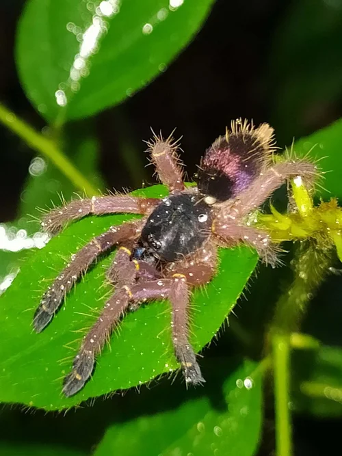 Buy Phormictopus sp. "Dominican Purple" (Dominican Purple Tarantula ...