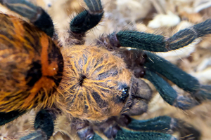 Buy Phormictopus sp. "Dominican Purple" (Dominican Purple Tarantula ...