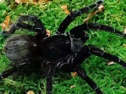 Buy Dolichothele diamantinensis (Brazilian Blue Dwarf Beauty Tarantula ...