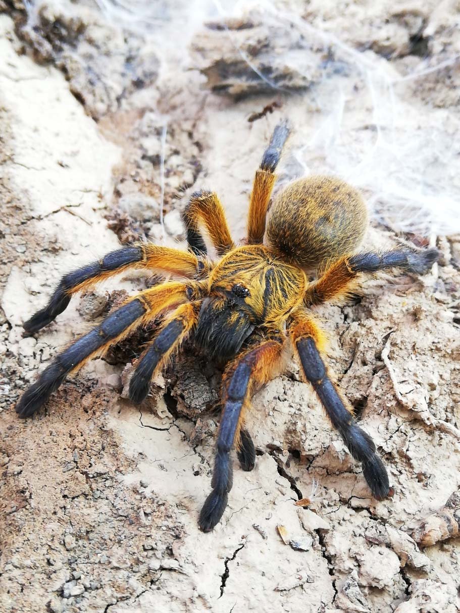 Buy Omothymus sp 'Sumatran Tiger' (Sumatran Tiger Tarantula) — Juice's ...