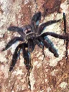 Buy Phormictopus sp. "Dominican Purple" (Dominican Purple Tarantula ...