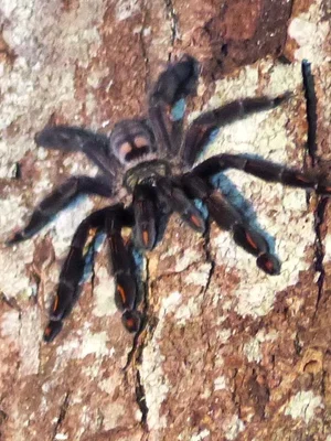Buy Phormictopus sp. "Dominican Purple" (Dominican Purple Tarantula ...