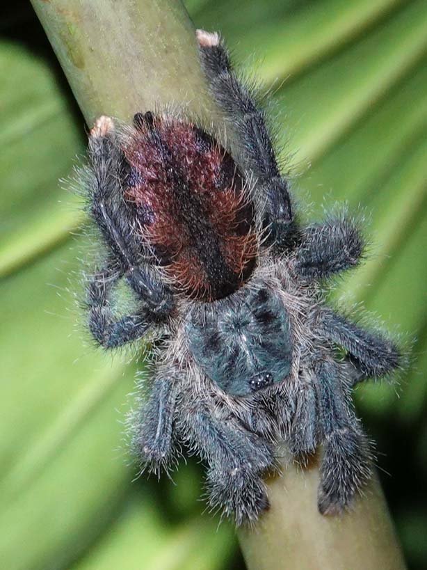 Buy Lasiocyano sazimai (Brazilian Blue Tarantula) — Juice's Arthropods