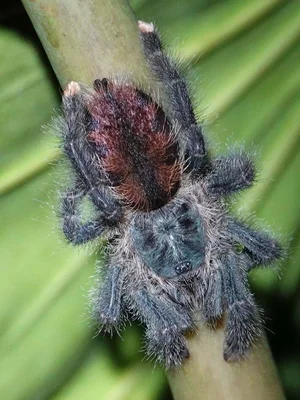Buy Lasiocyano sazimai (Brazilian Blue Tarantula) — Juice's Arthropods