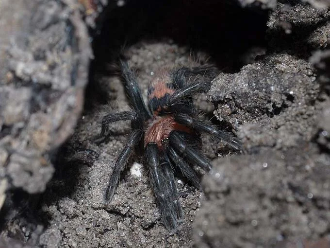 Buy Theraphosa blondi (Goliath Birdeater Tarantula) — Juice's Arthropods