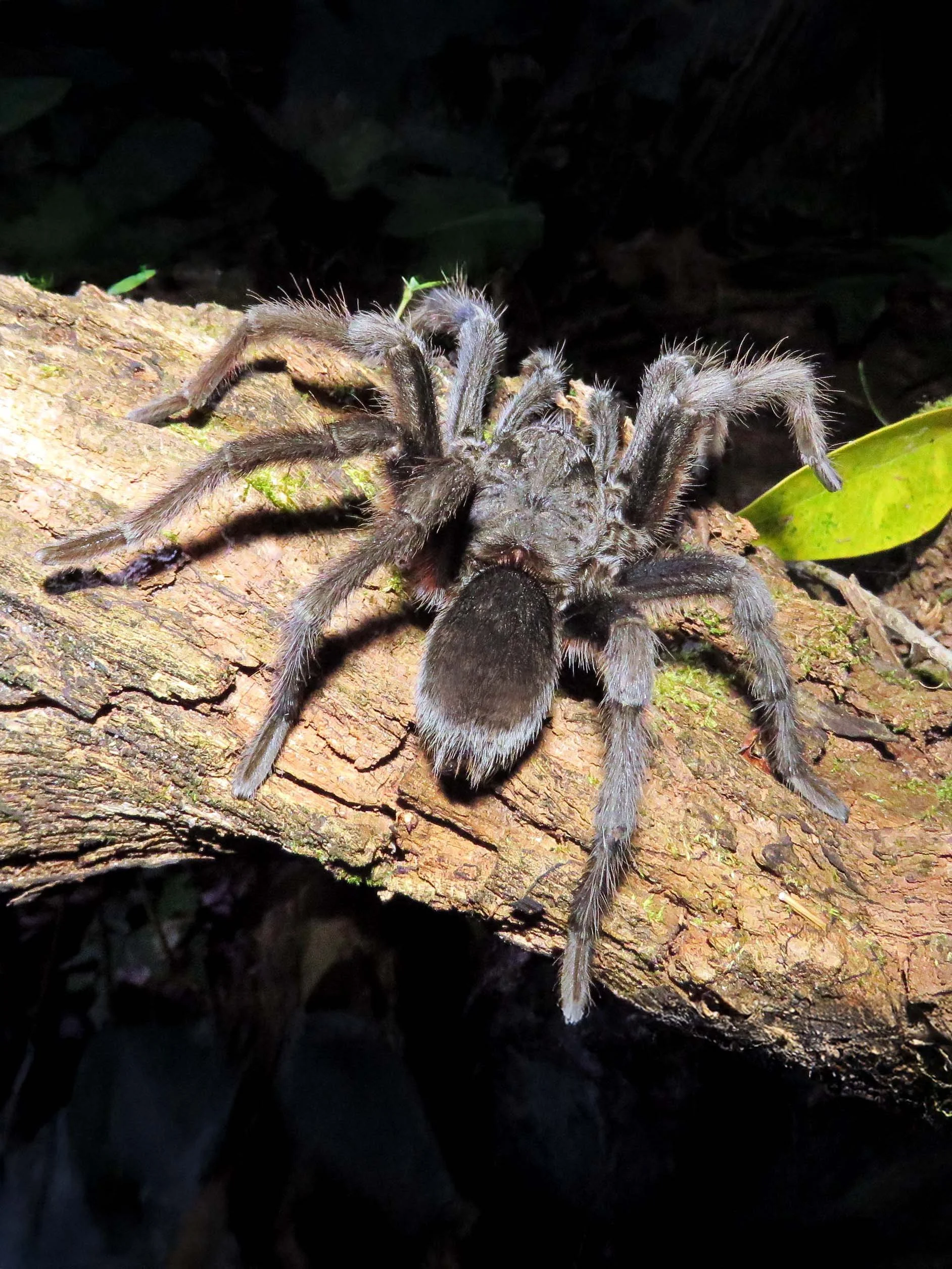 Buy Phormictopus sp. "Dominican Purple" (Dominican Purple Tarantula ...