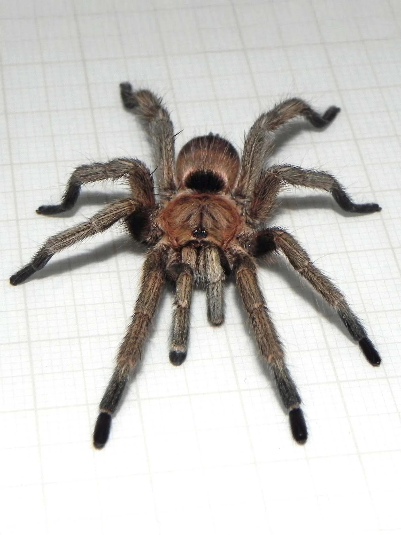 Buy Lasiocyano sazimai (Brazilian Blue Tarantula) — Juice's Arthropods