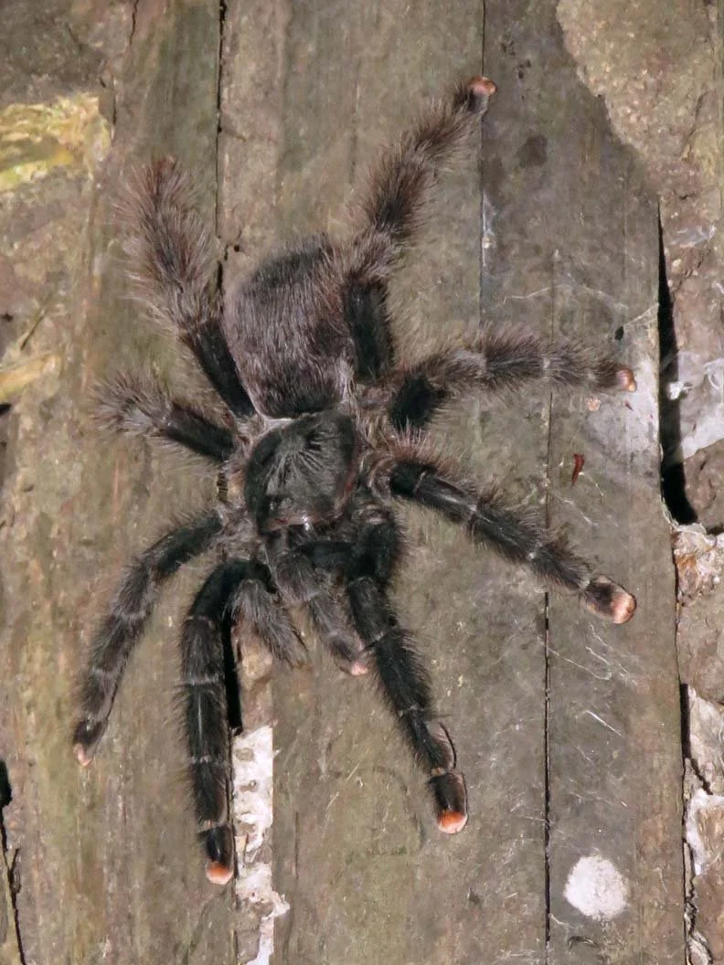 Buy Theraphosa blondi (Goliath Birdeater Tarantula) — Juice's Arthropods