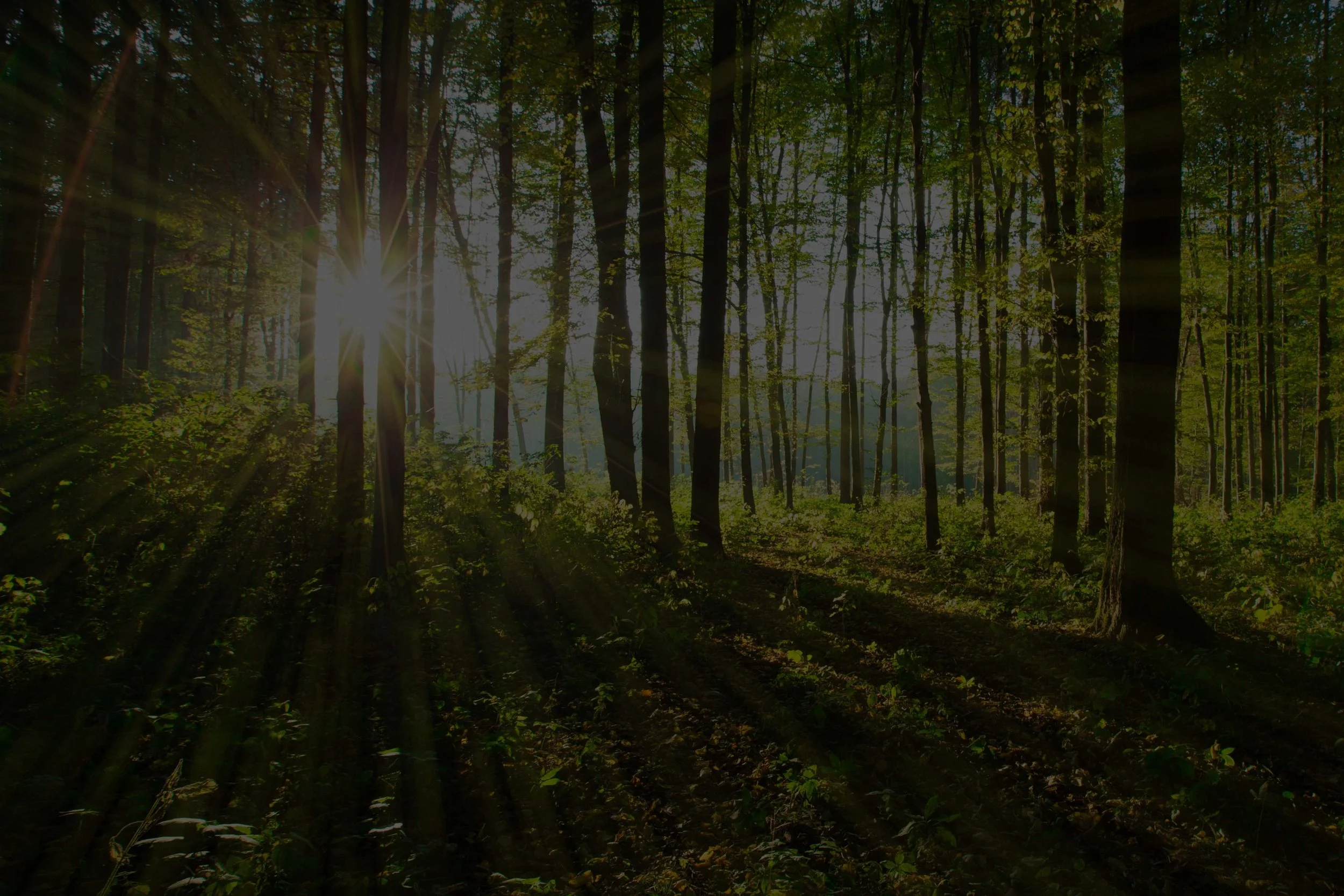 CONTACT — RAINFOREST BUILDER