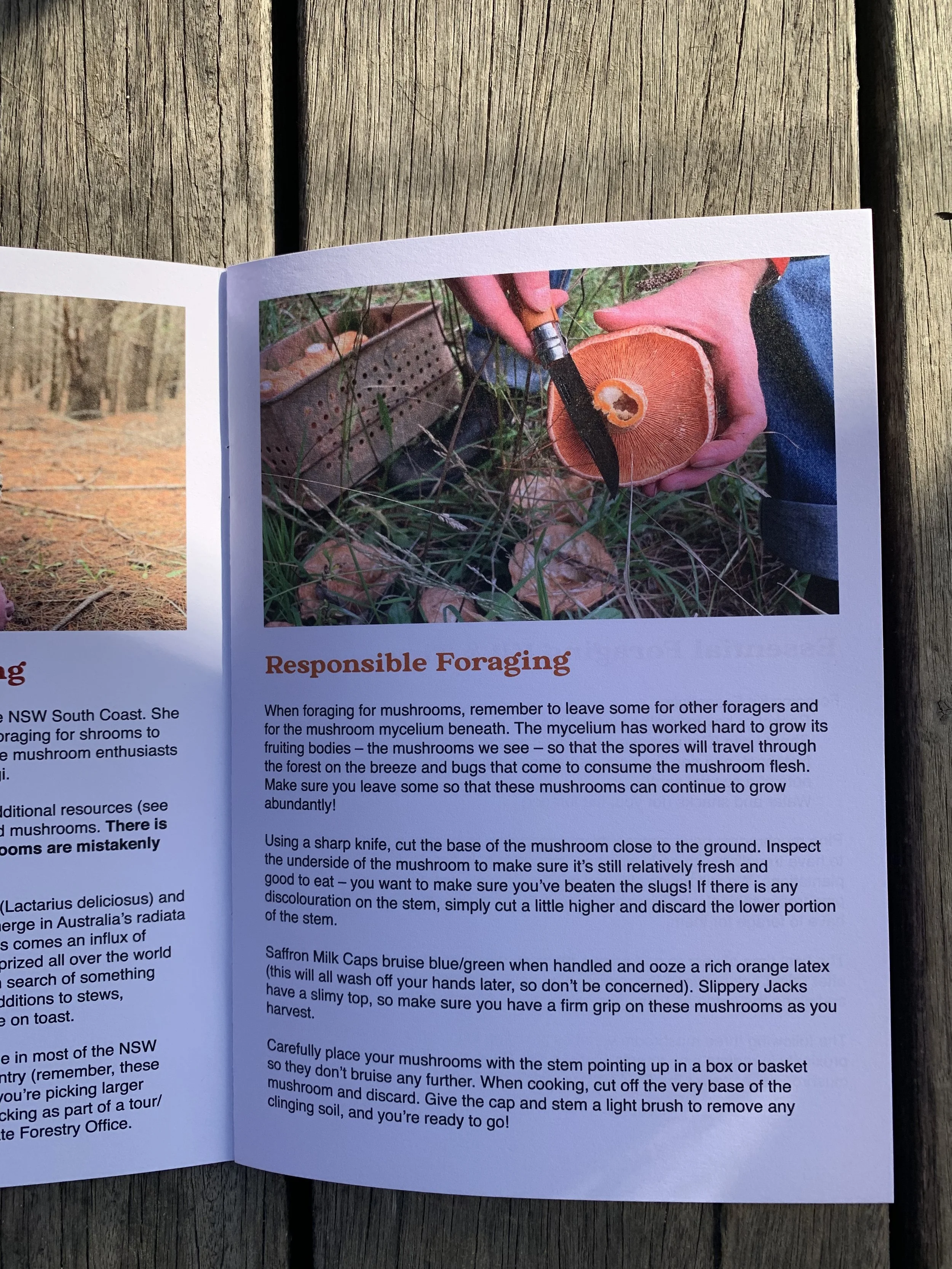 Pine Pals Foraging Zine — Milton Mushrooms