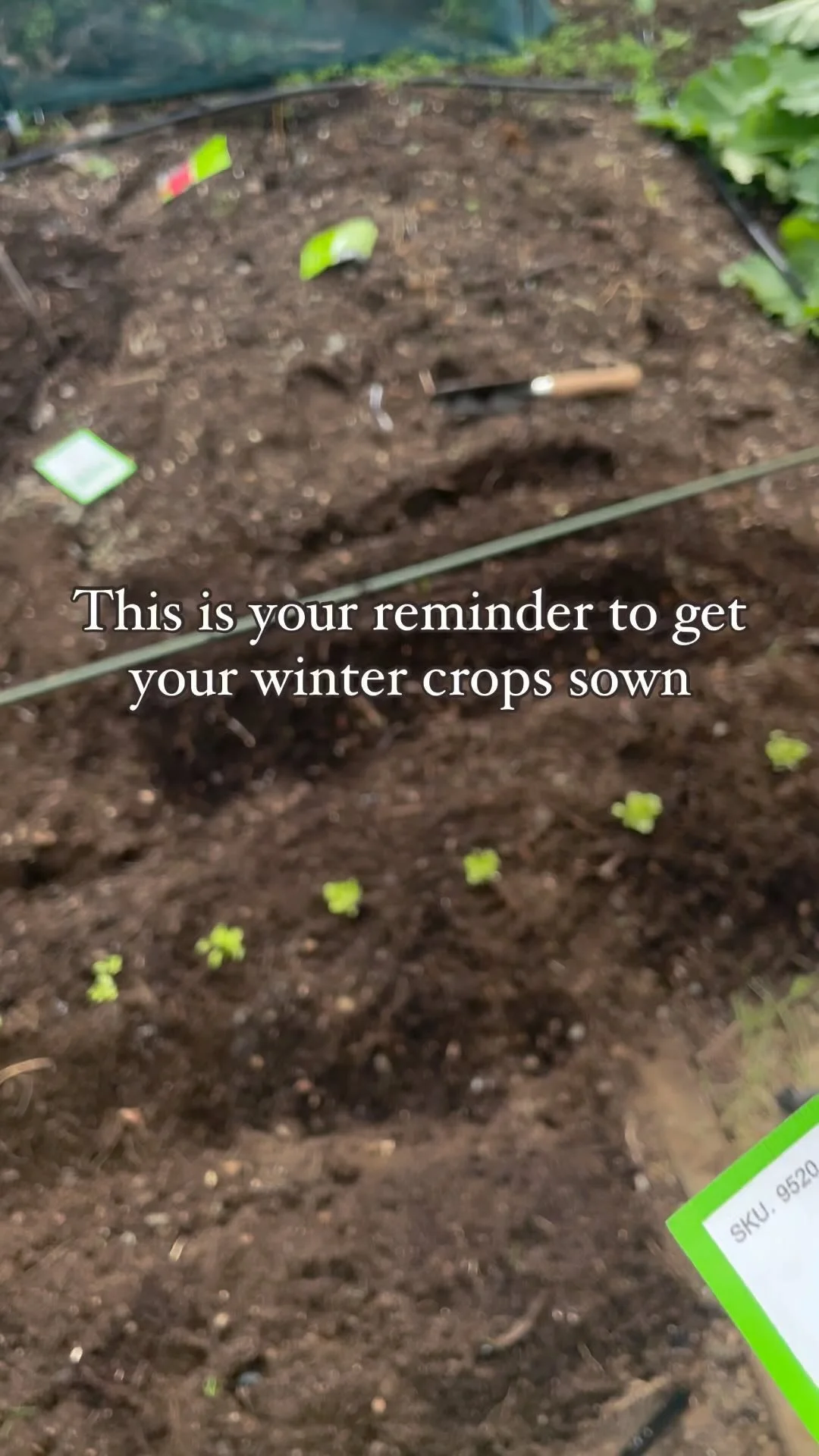 Low FODMAP Recipes & Healthy Living Blog | Chronically Ellen Eats