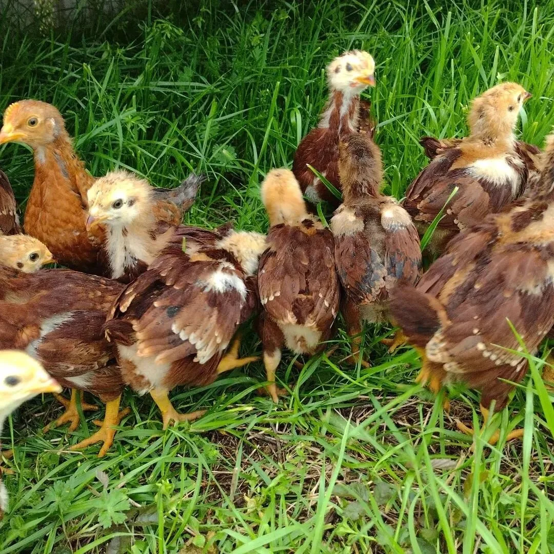 Scarborough Farms | Family Owned & Operated | Dubach, LA