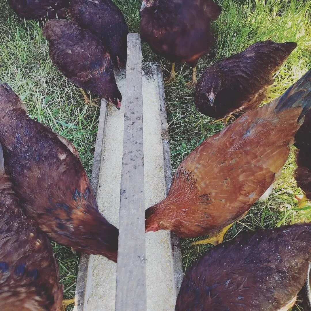 Scarborough Farms | Family Owned & Operated | Dubach, LA