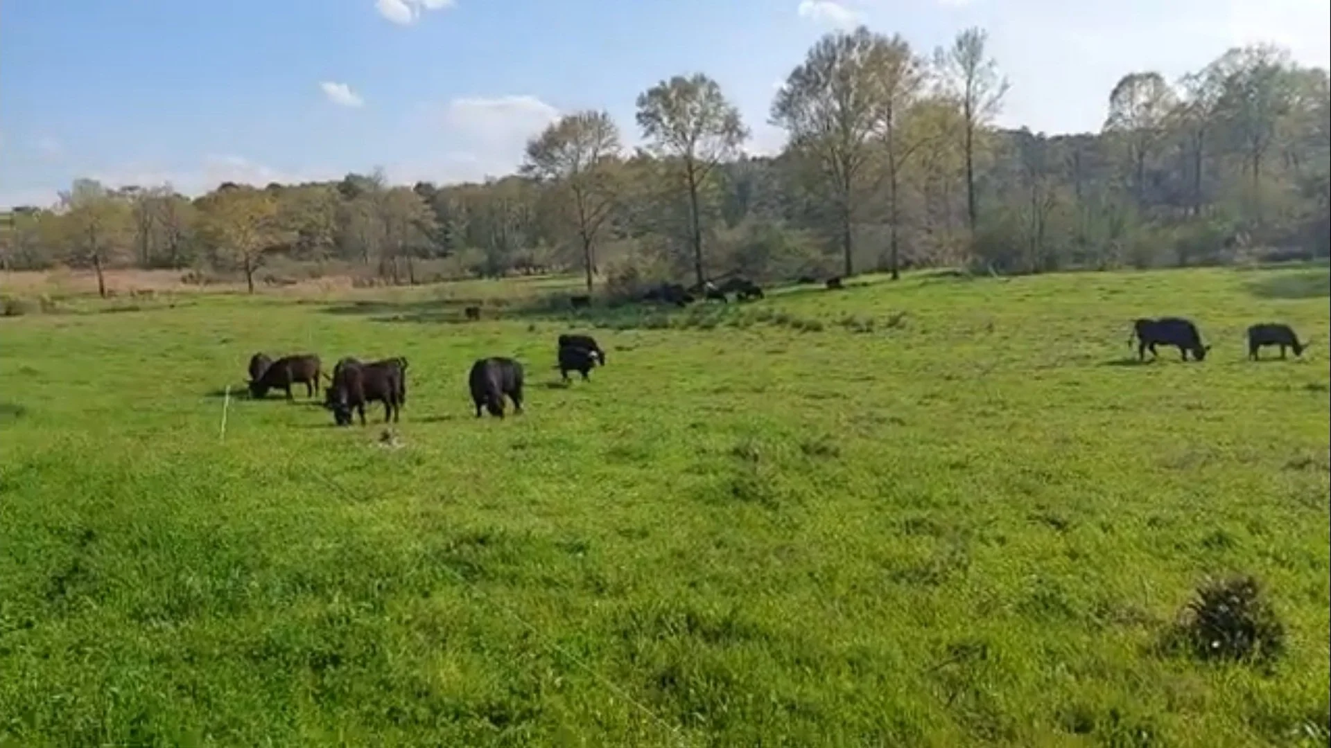 Scarborough Farms | Family Owned & Operated | Dubach, LA