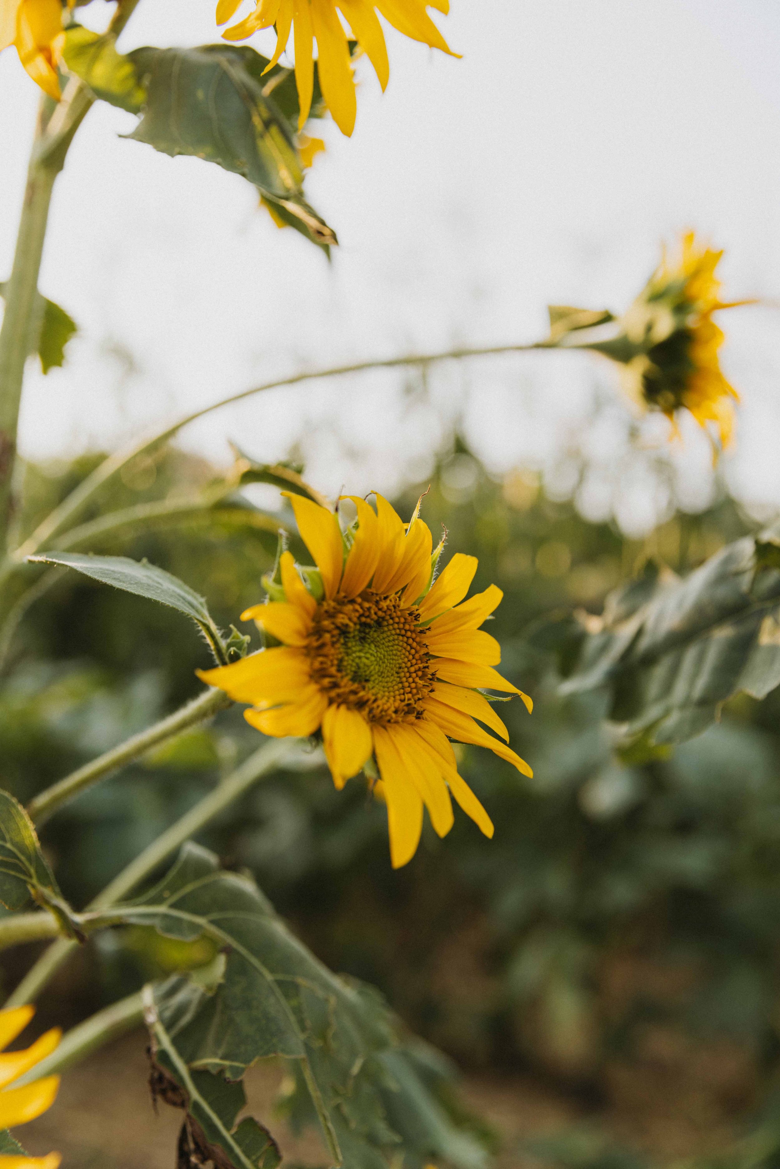 Miranda Gates Photography | Huntsville Alabama Photographer