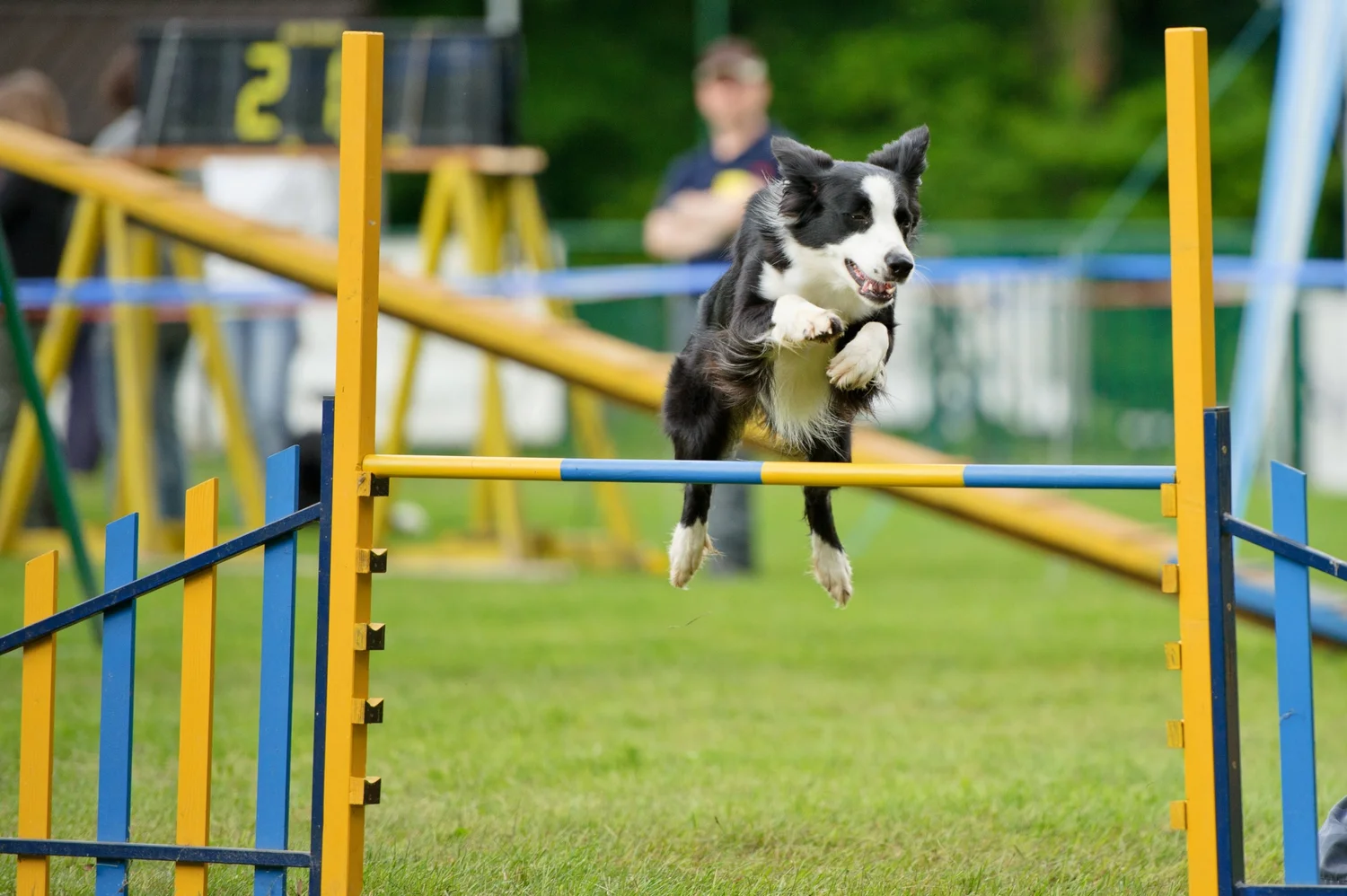 Dogs Day Out Worldham | 2025