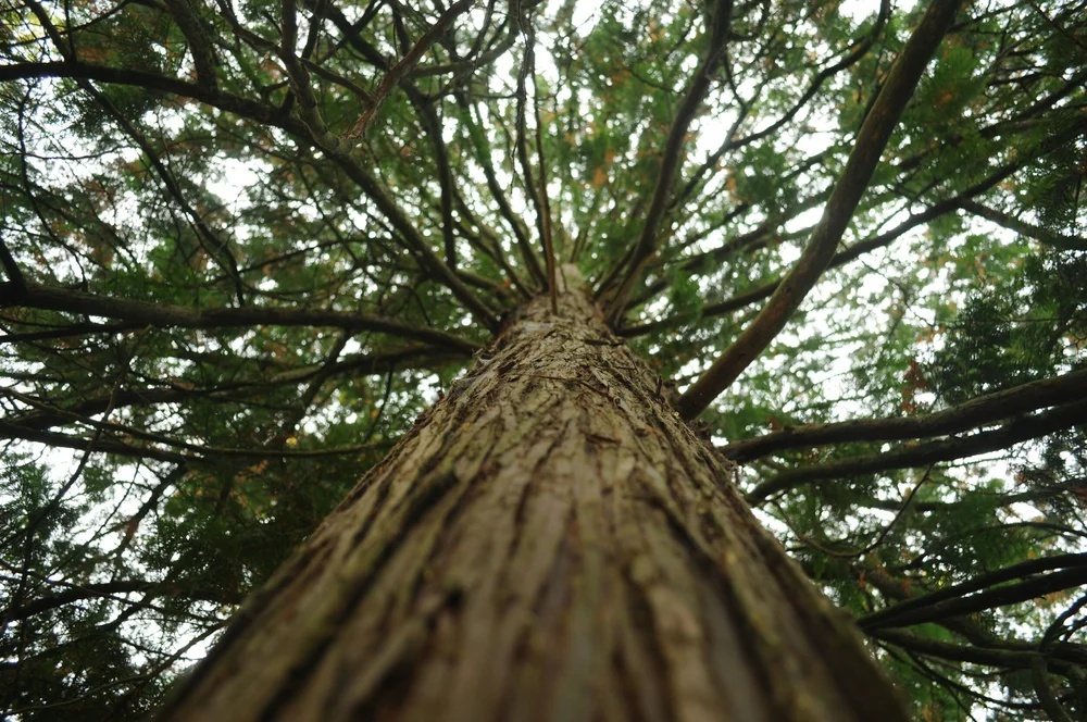 Regenerative Forest Solutions