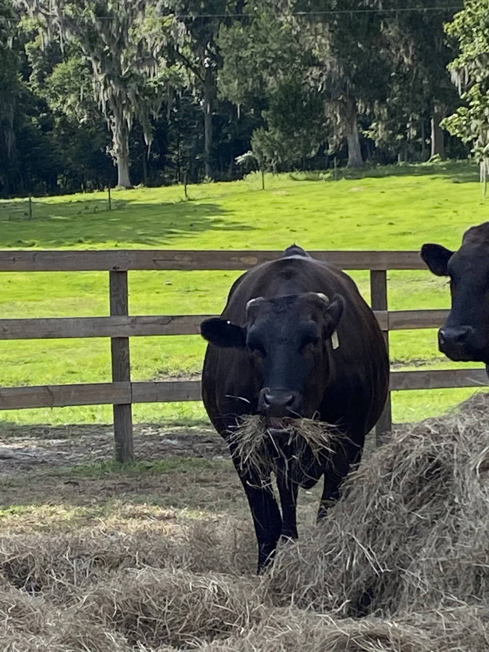 Our Wagyu — Prime Wagyu Beef