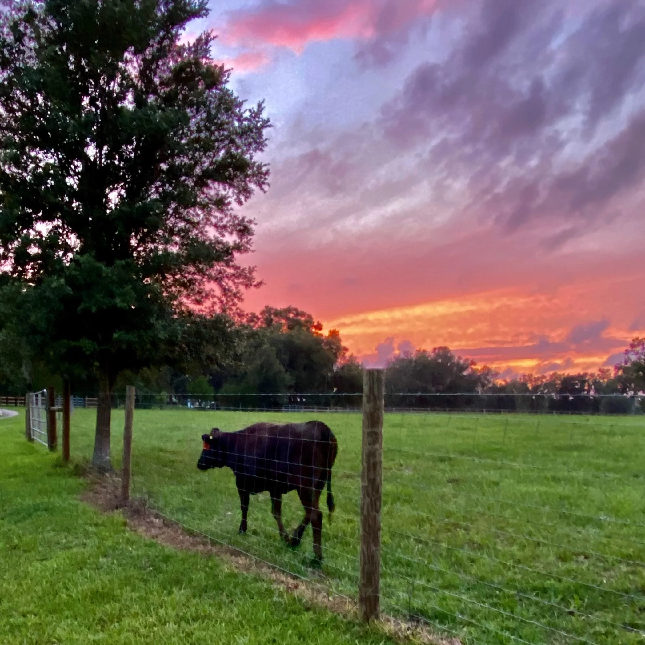 Prime Wagyu Beef | 100% Full Blood Japanese Wagyu | Reddick, FL