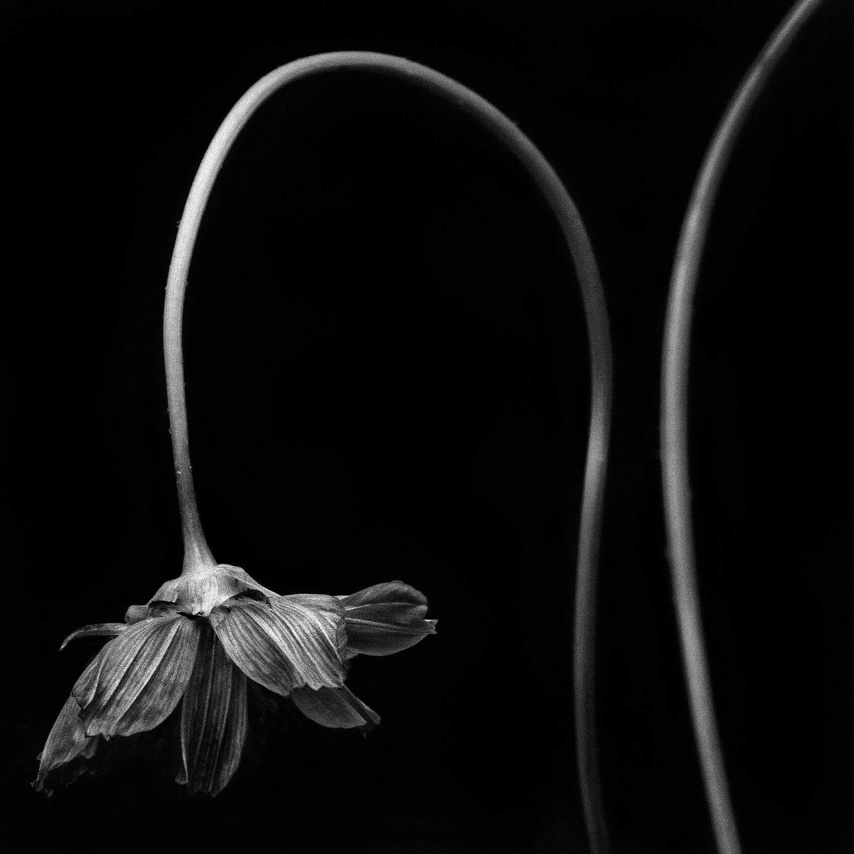 lee anne white