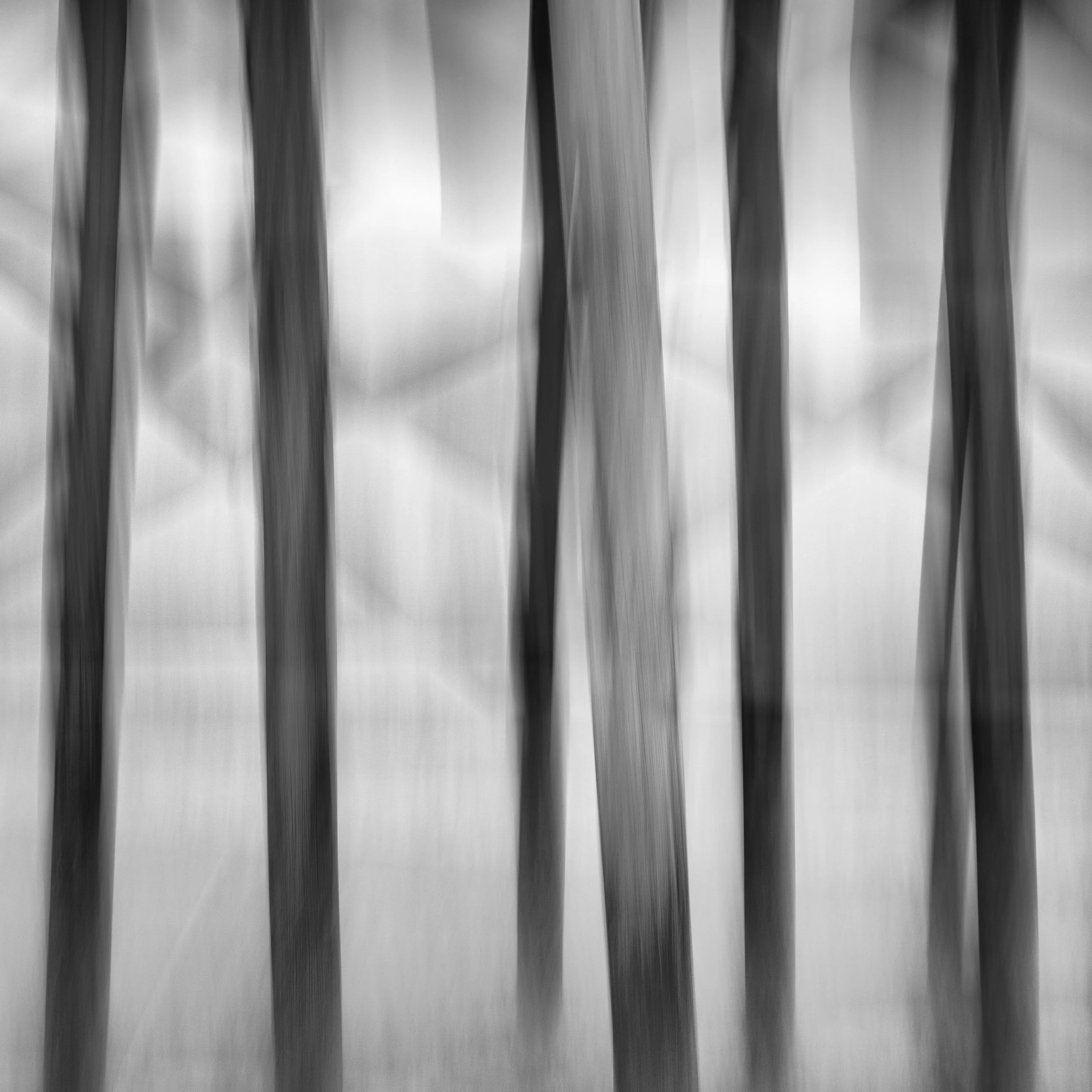 lee anne white