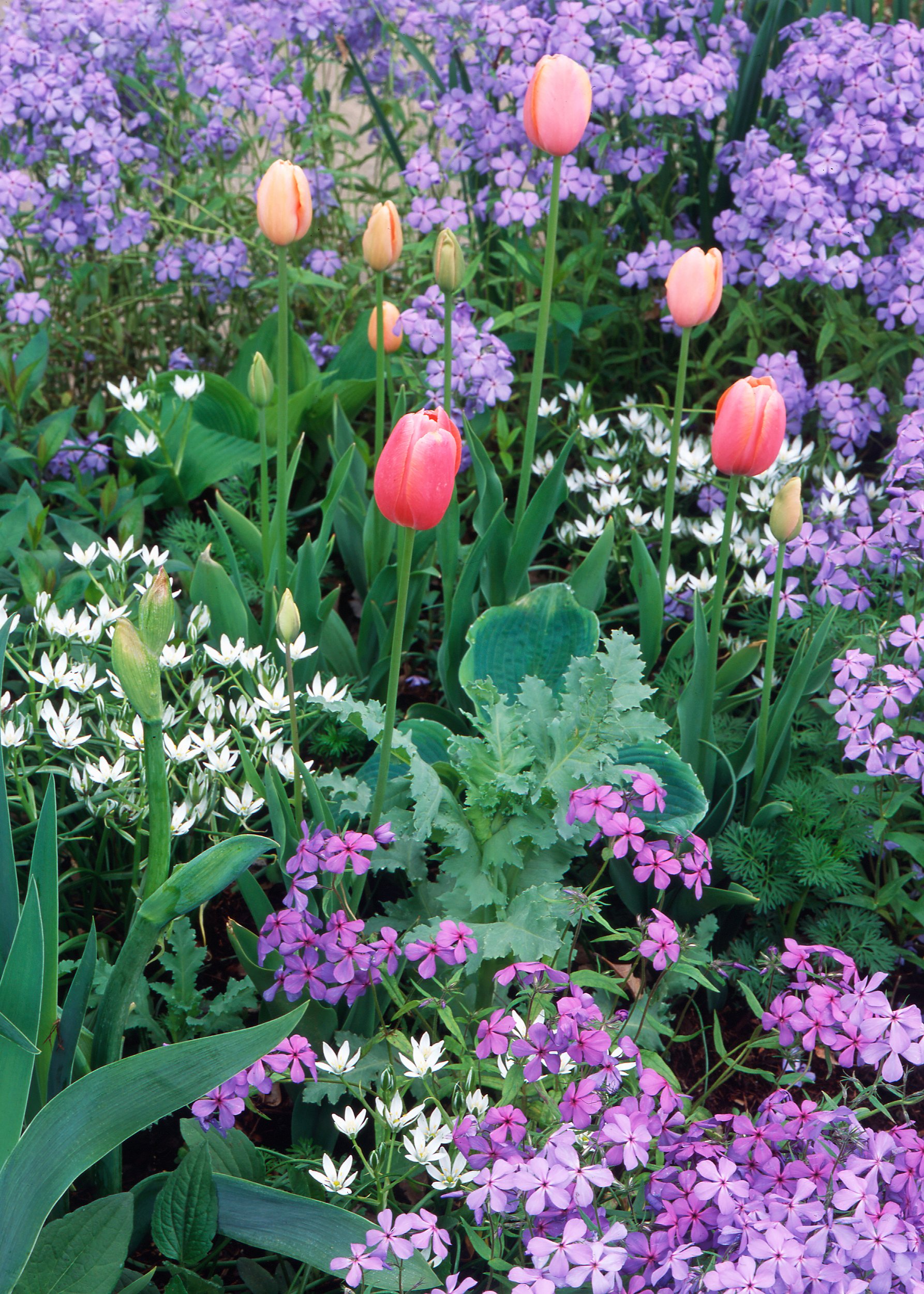 a passion for plants — lee anne white