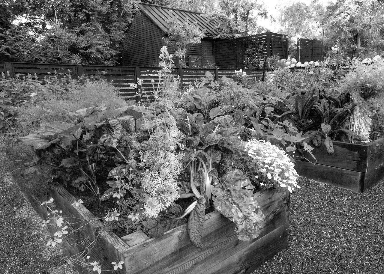 learn — lee anne white