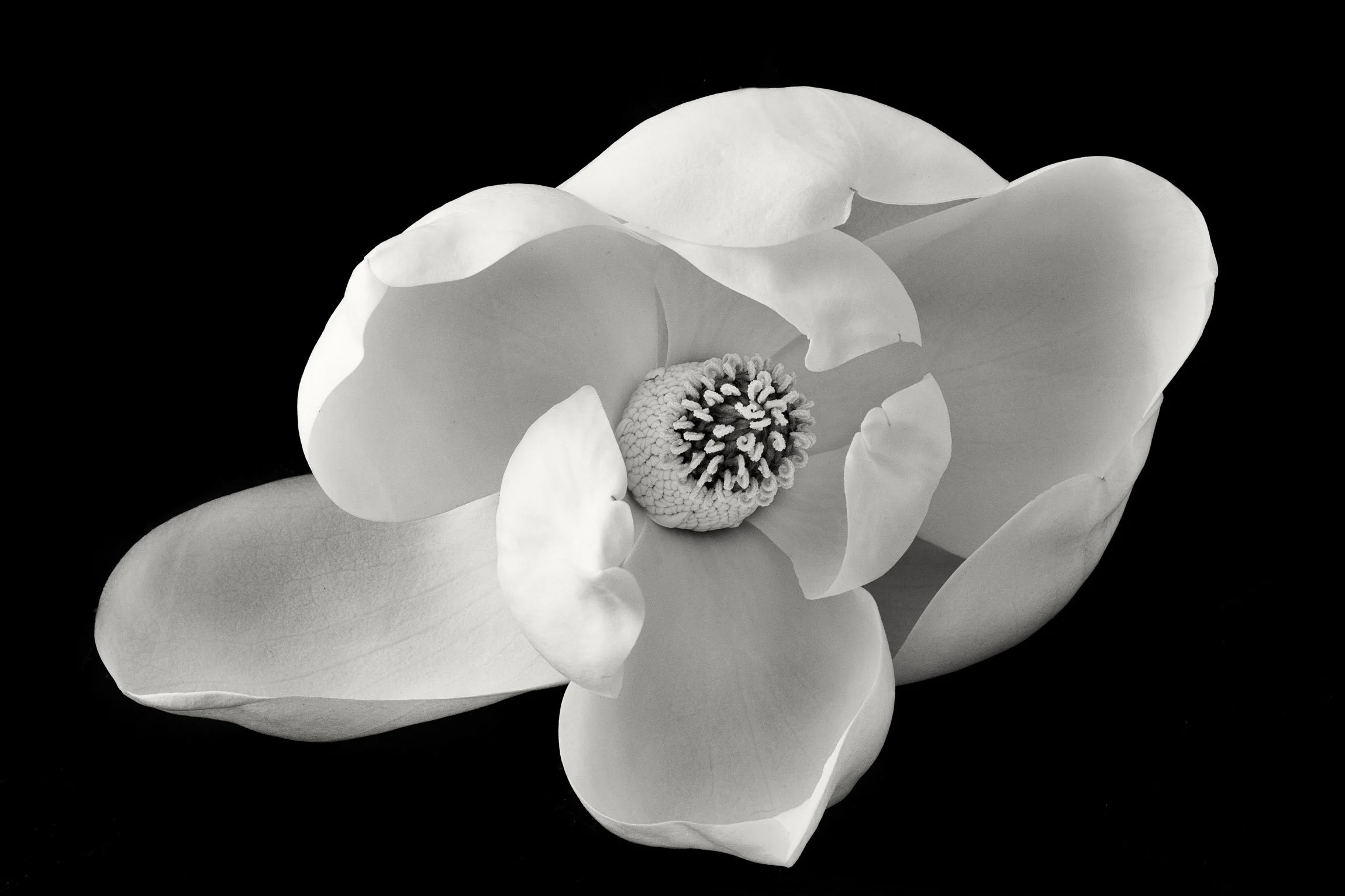 online course advanced nature studio — lee anne white