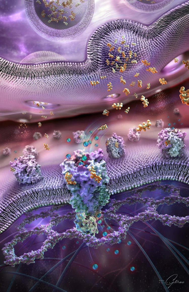 The Weber Group - Artists Representative