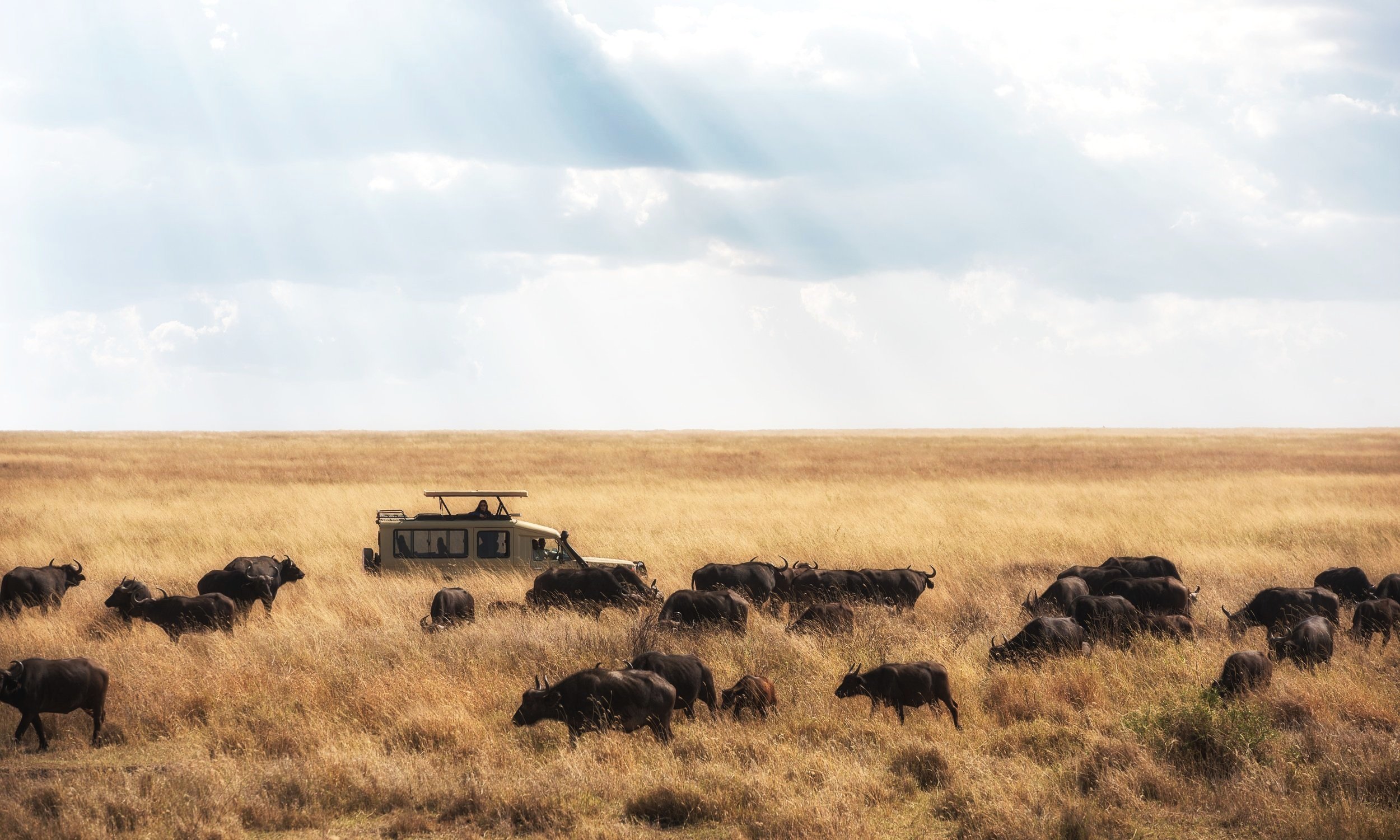 Odyssey Safaris | African Safaris