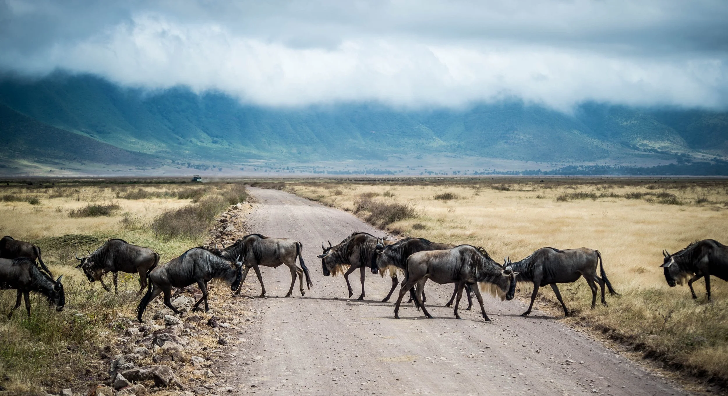 Odyssey Safaris | African Safaris