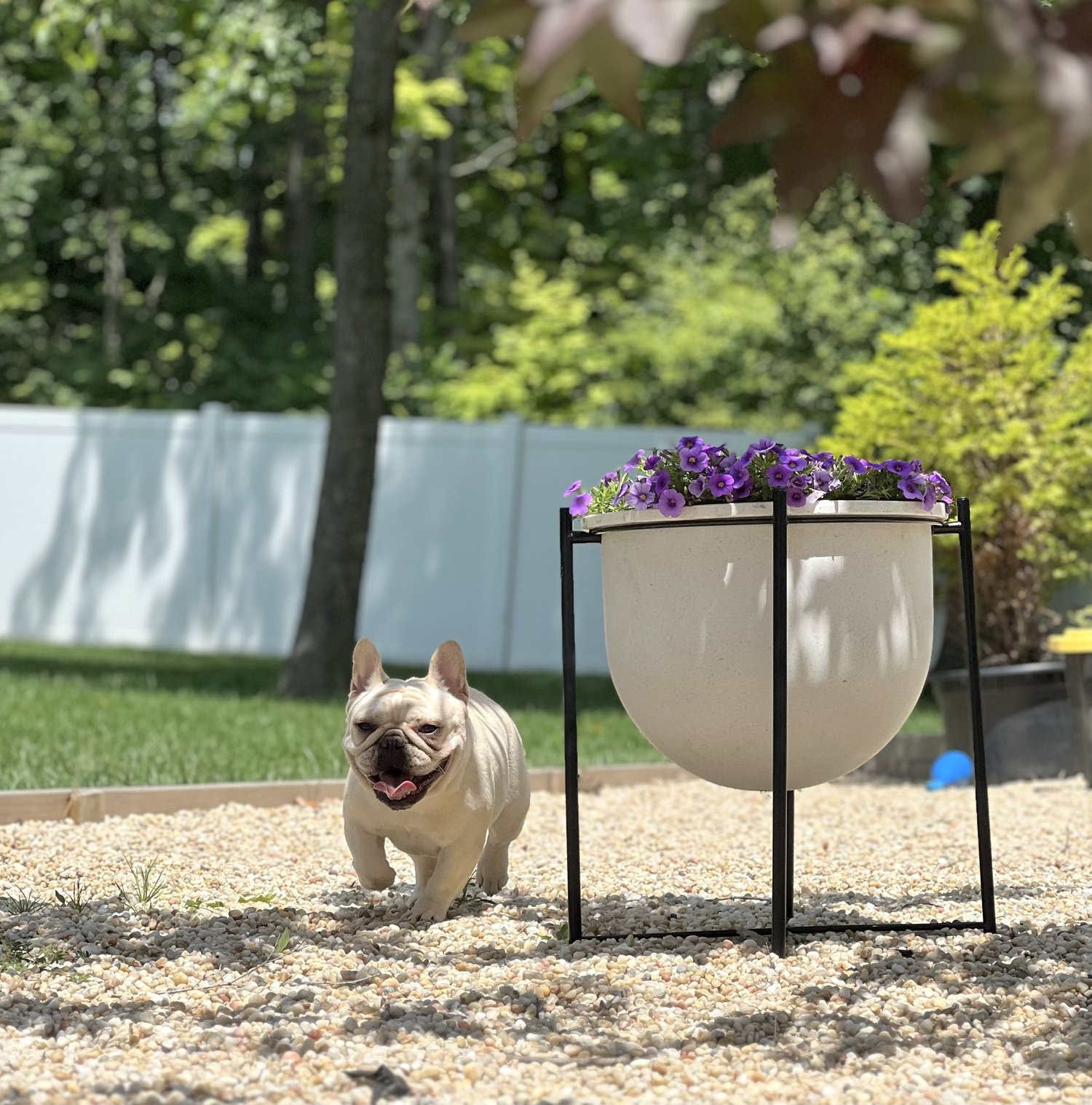 The Midwest Frenchies | High-Quality | Family-Raised