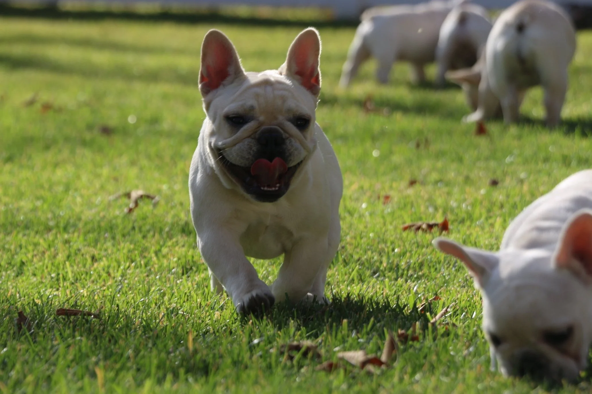 The Midwest Frenchies | High-Quality | Family-Raised