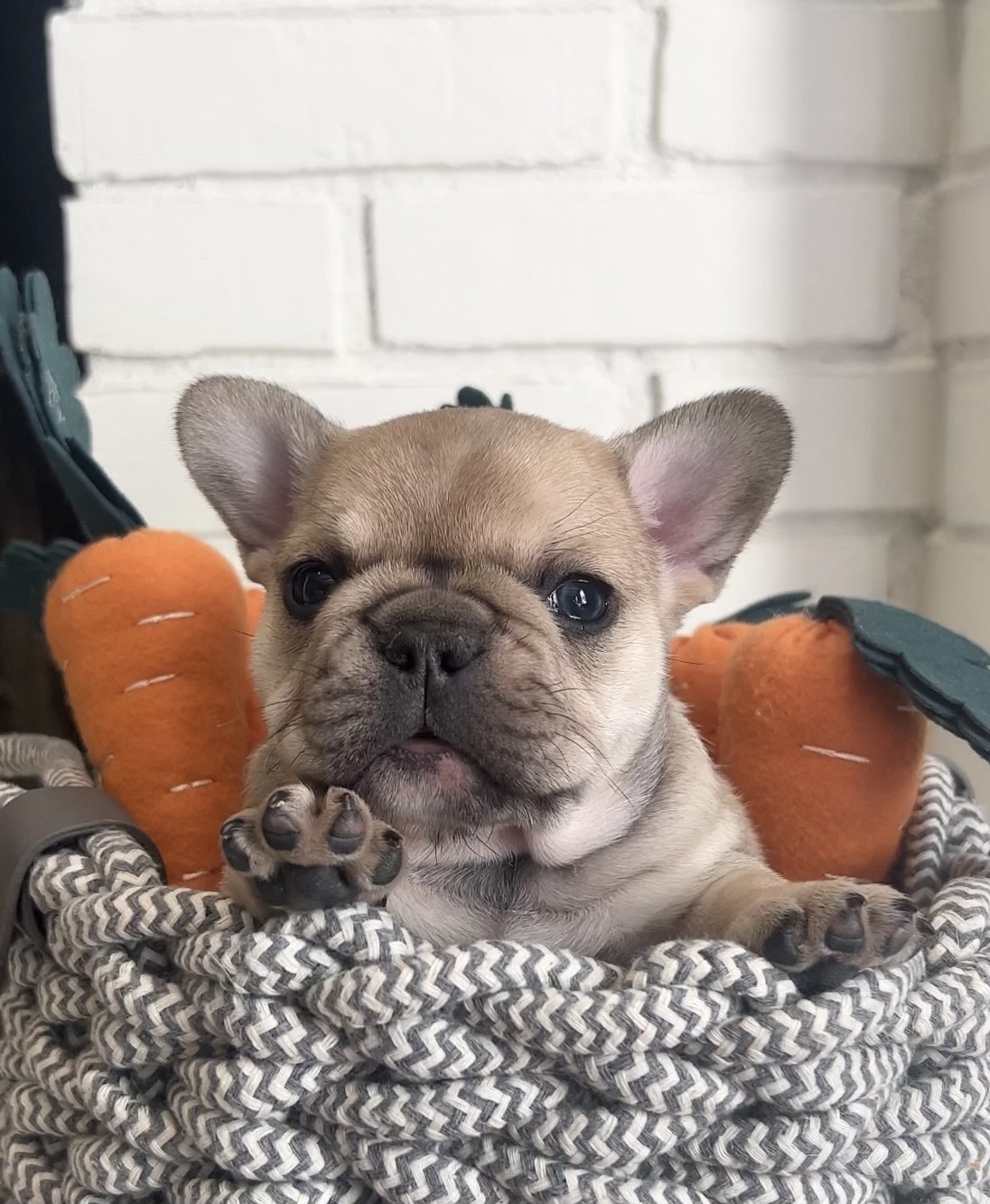 The Midwest Frenchies | High-Quality | Family-Raised