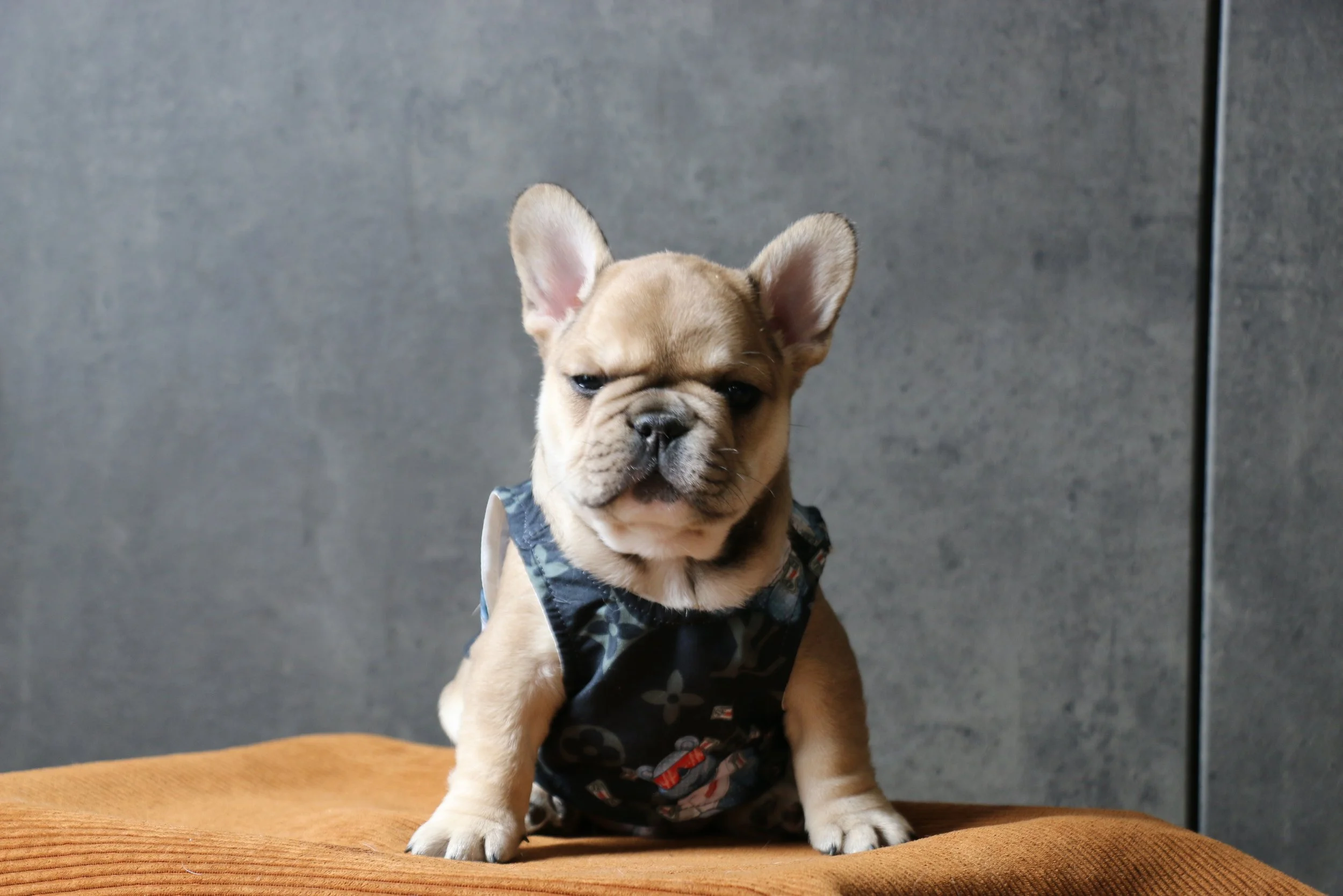 French Bulldog Puppies Available — The Midwest Frenchies | High-Quality ...