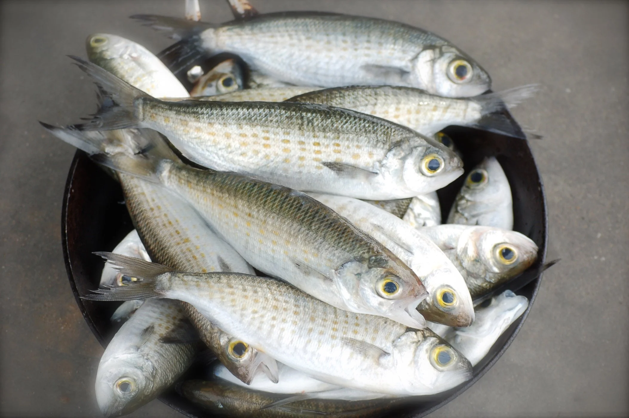 About Us — Fresh Fish Place