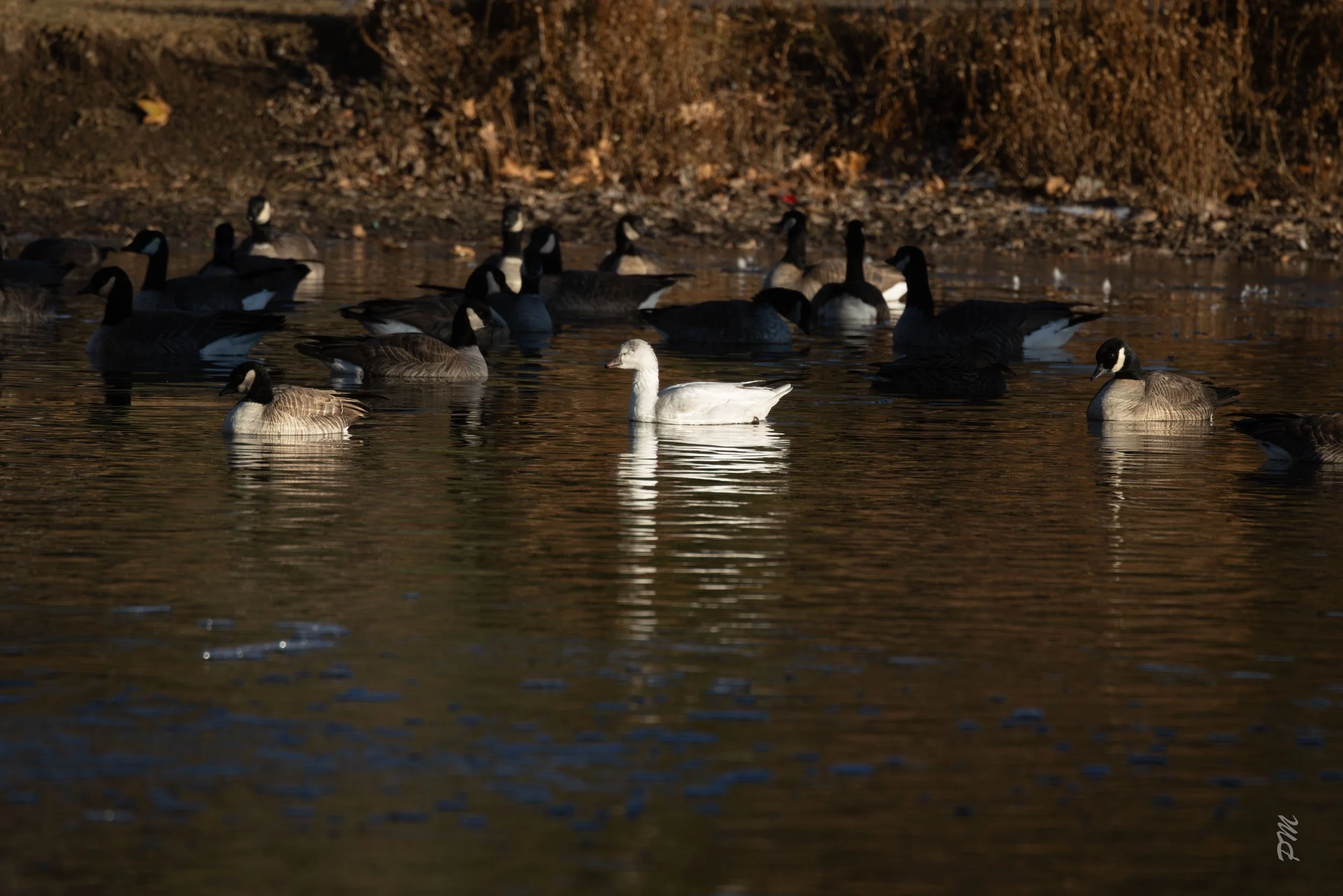 Winter Whites — Bird Street Photography - Photographs by Paul Malinowski