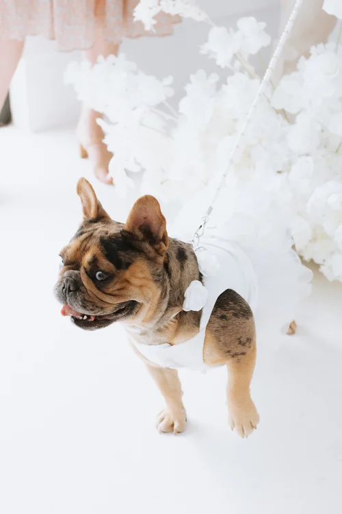 Pet-Friendly Wedding Venues in Adelaide: Celebrate Your Big Day with ...