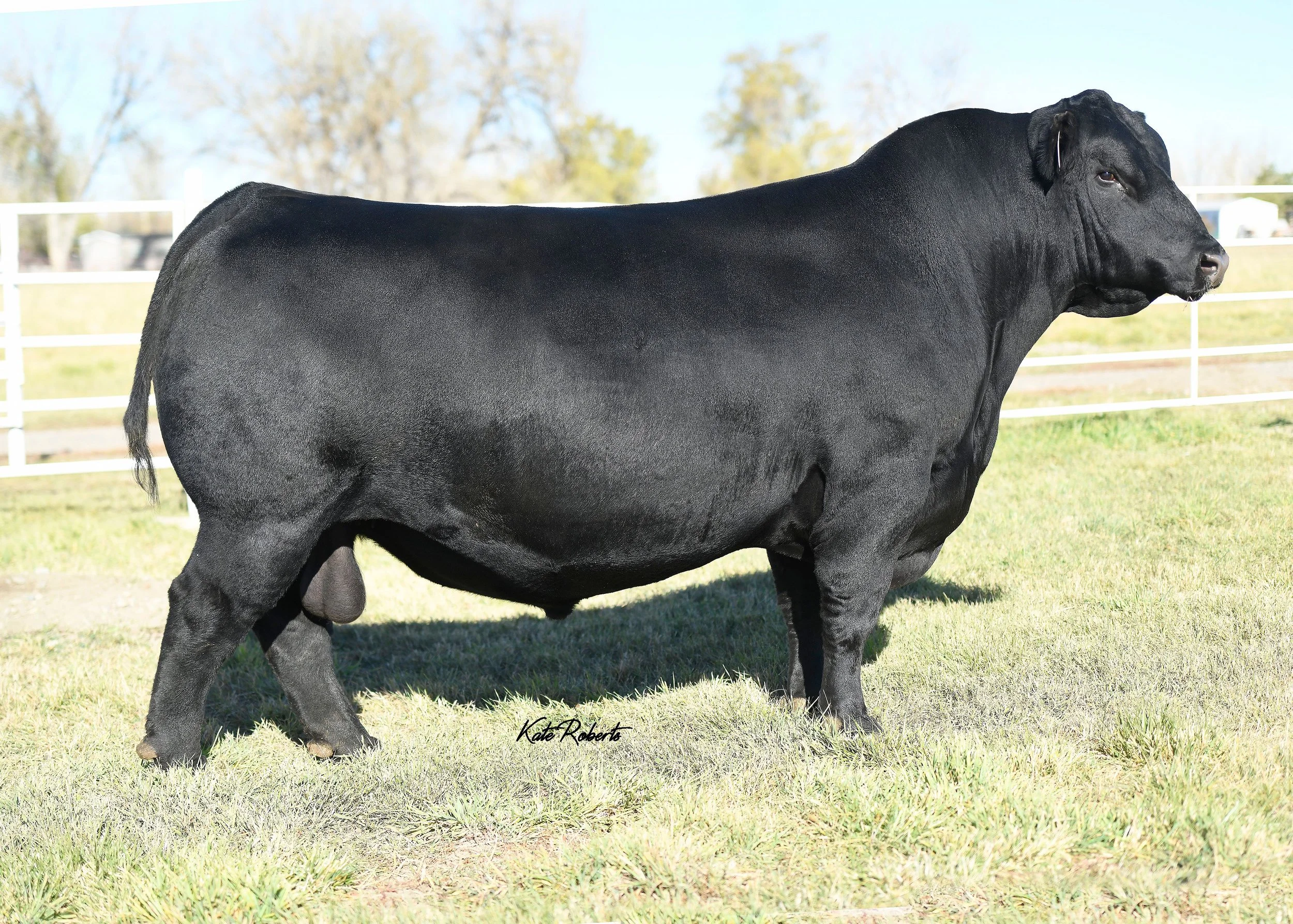 Ostrand Angus