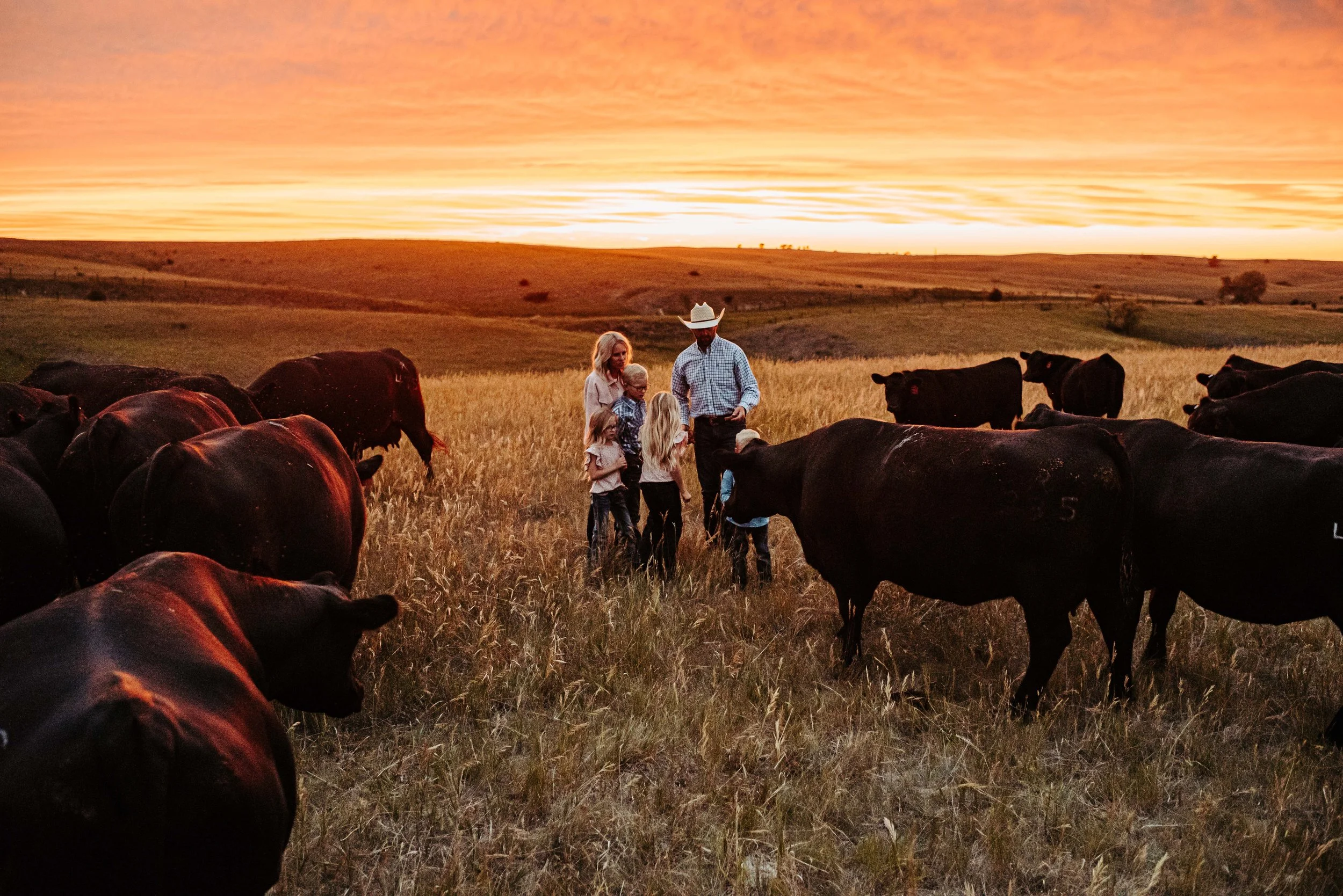 Our Story — Ostrand Angus