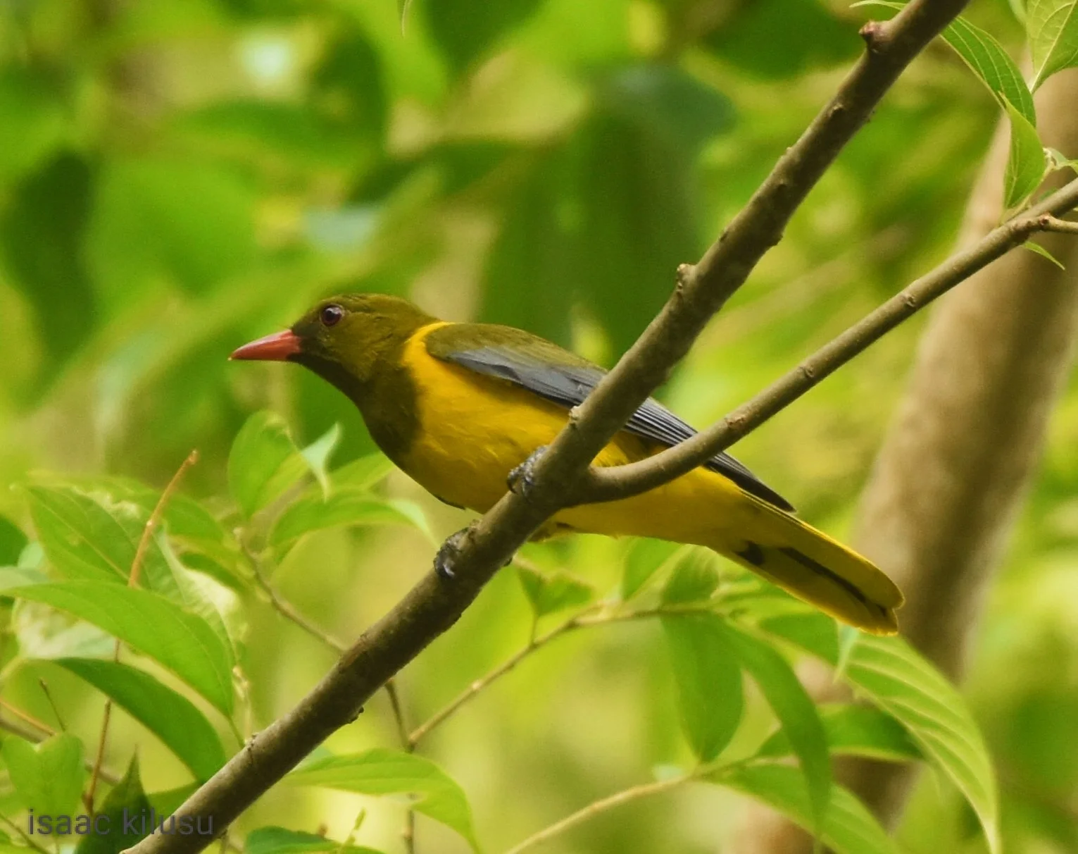 Usambara Birding Itinerary | Nungunungu