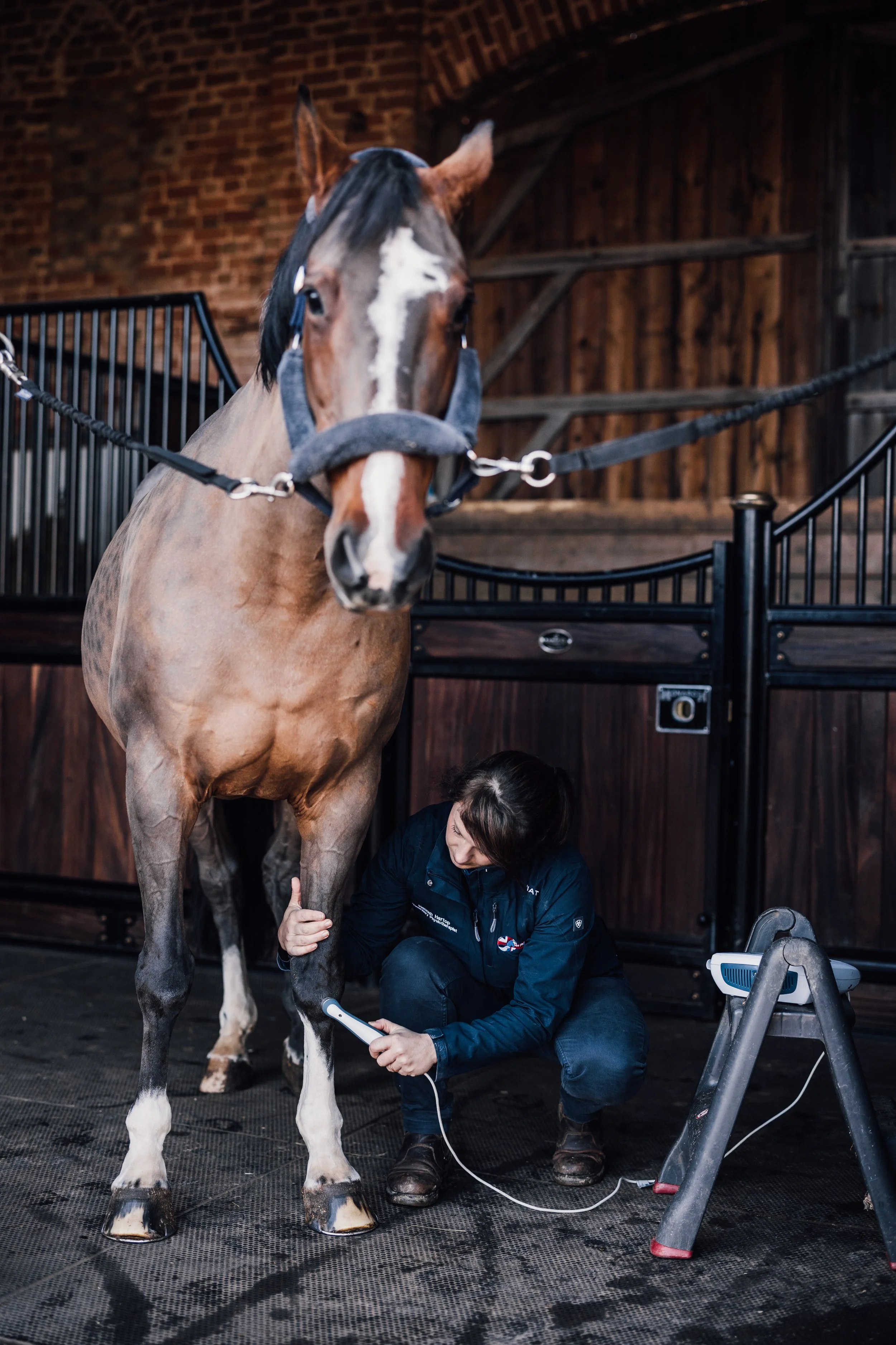 Welcome to Vet Physio UK