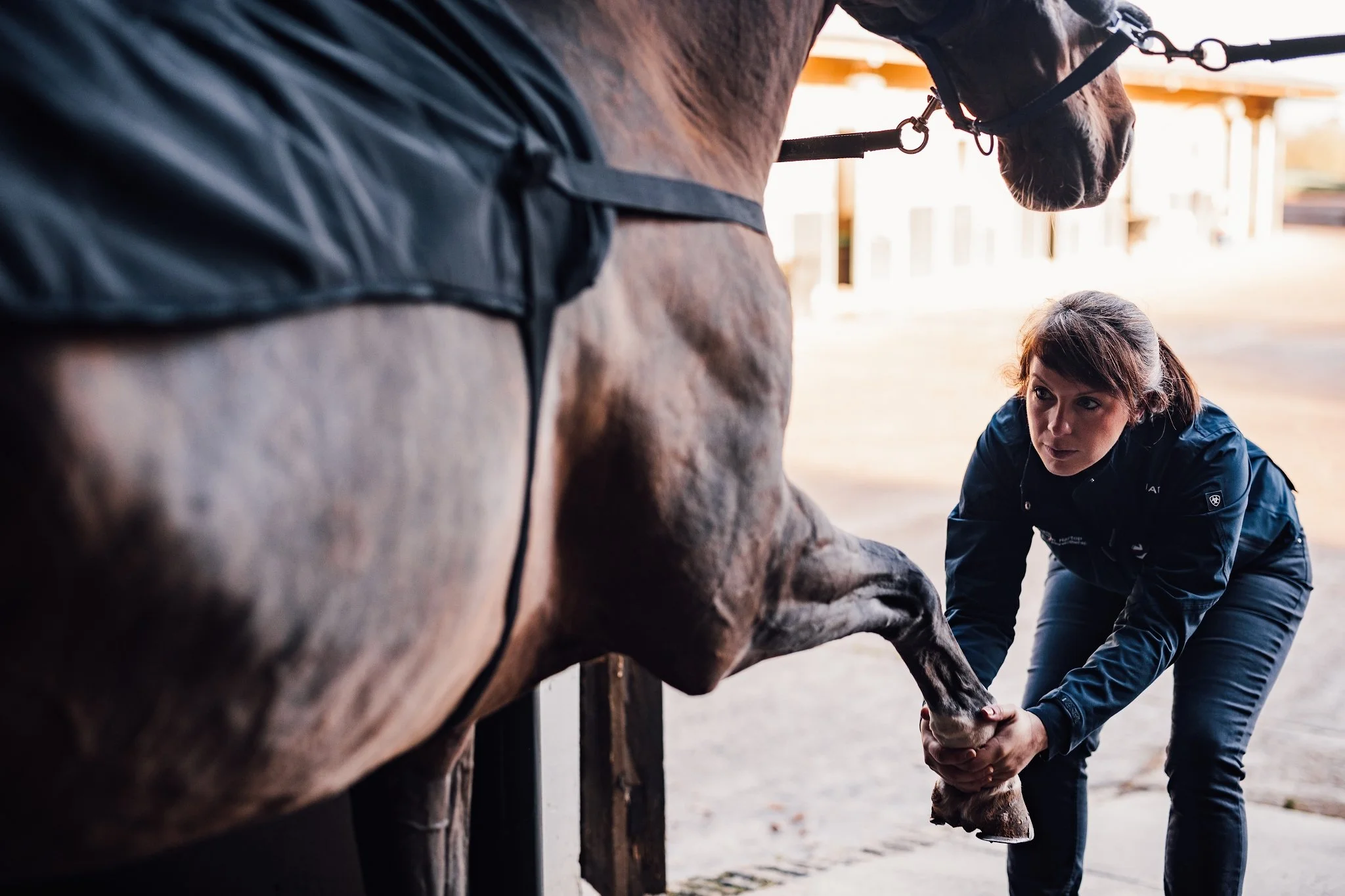 Training and Courses — Welcome to Vet Physio UK