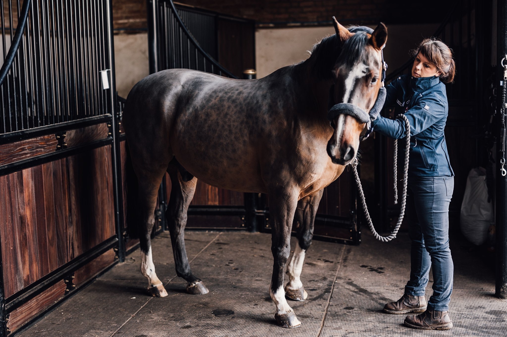 EQUINE — Welcome to Vet Physio UK