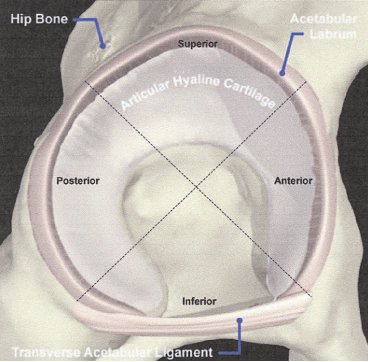 Demystifying a labral tear in Pilates — The Pilates Journal