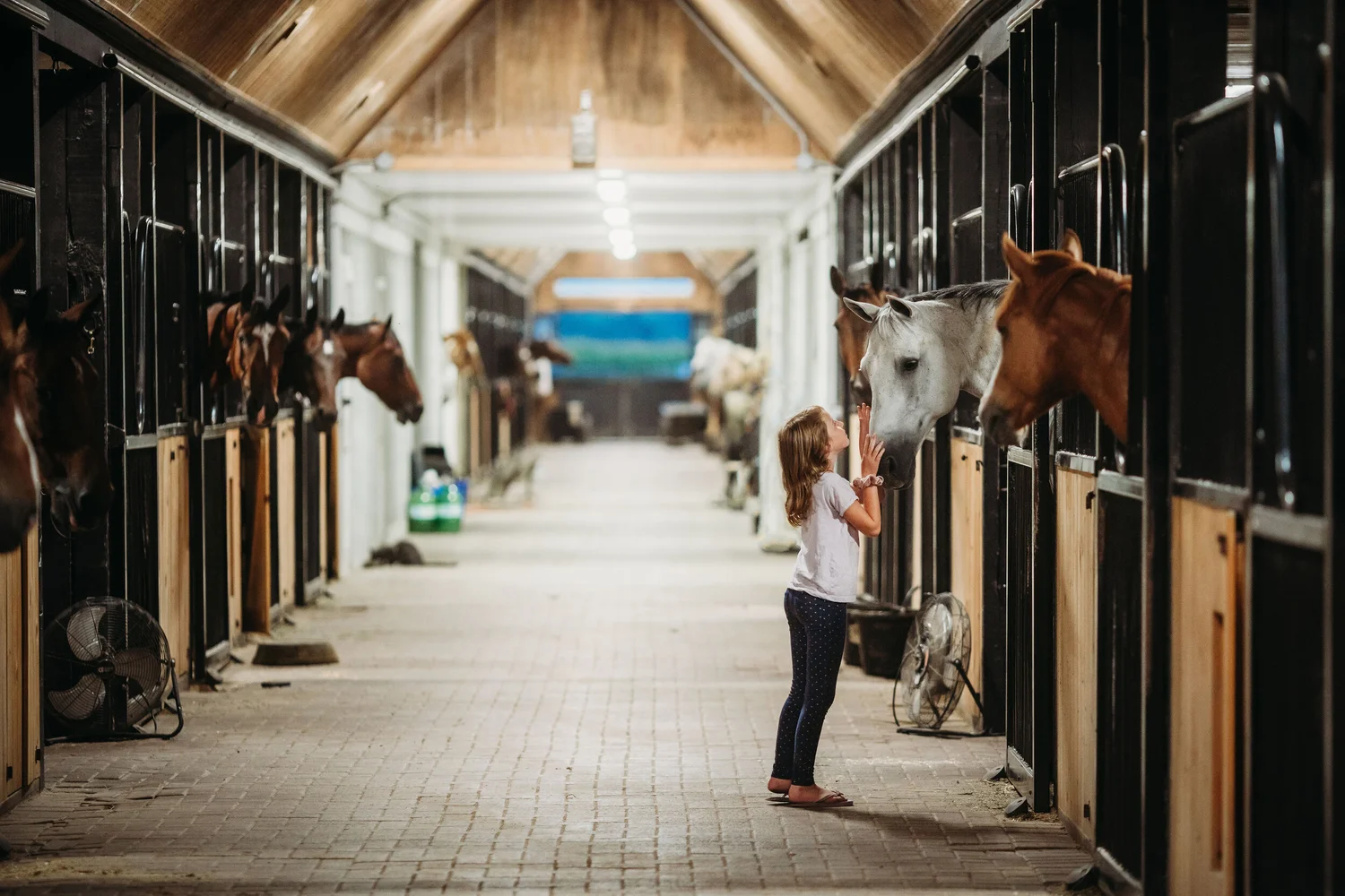 Competitive Programs — Stonewood Equestrian