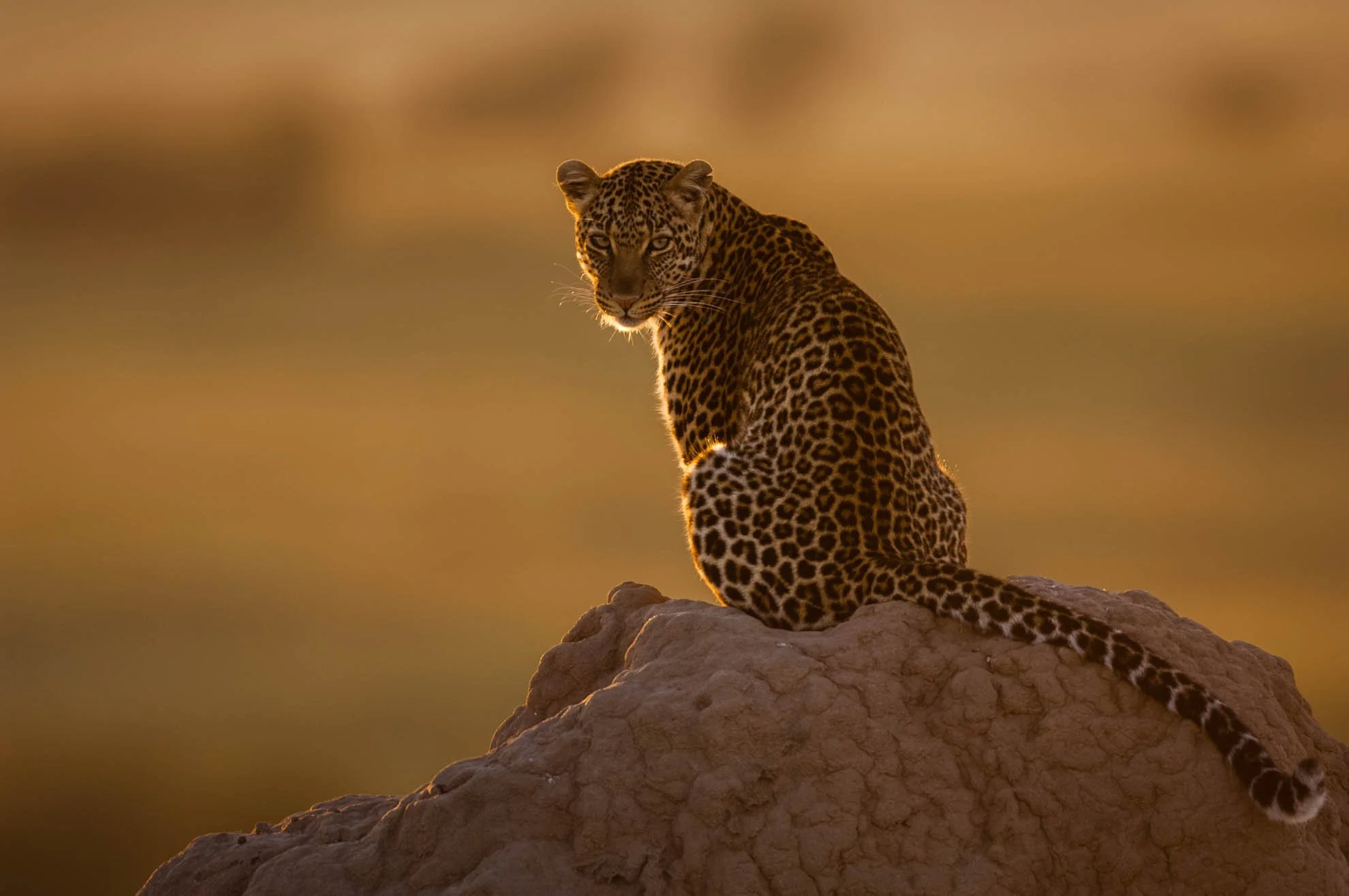 Light and Dust I — Fine-Art African Wildlife Photography | Federico ...