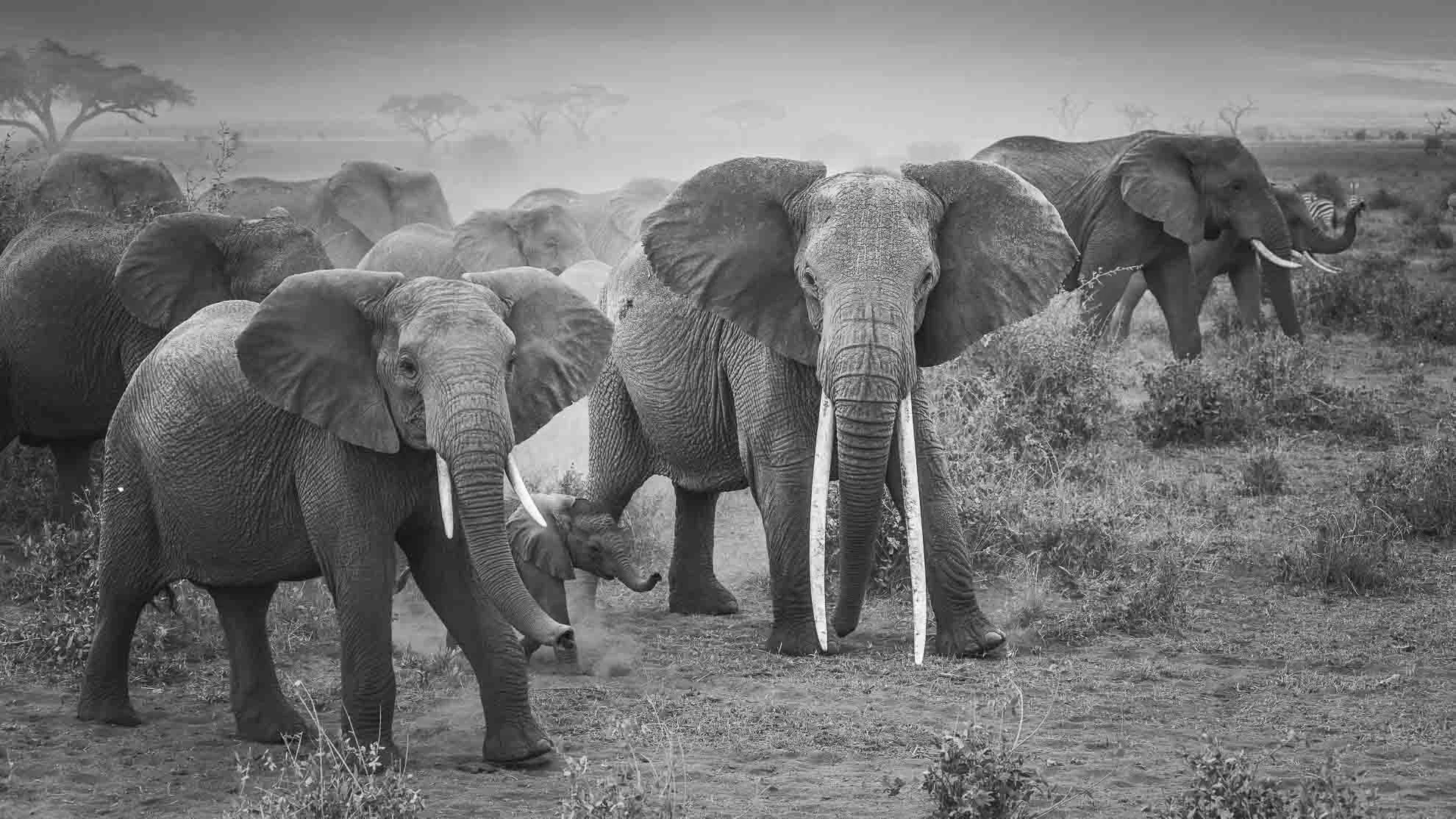 Fine-Art African Wildlife Photography | Federico Veronesi