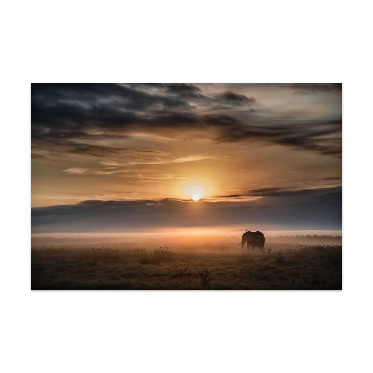 Print Store — Fine-Art African Wildlife Photography | Federico Veronesi