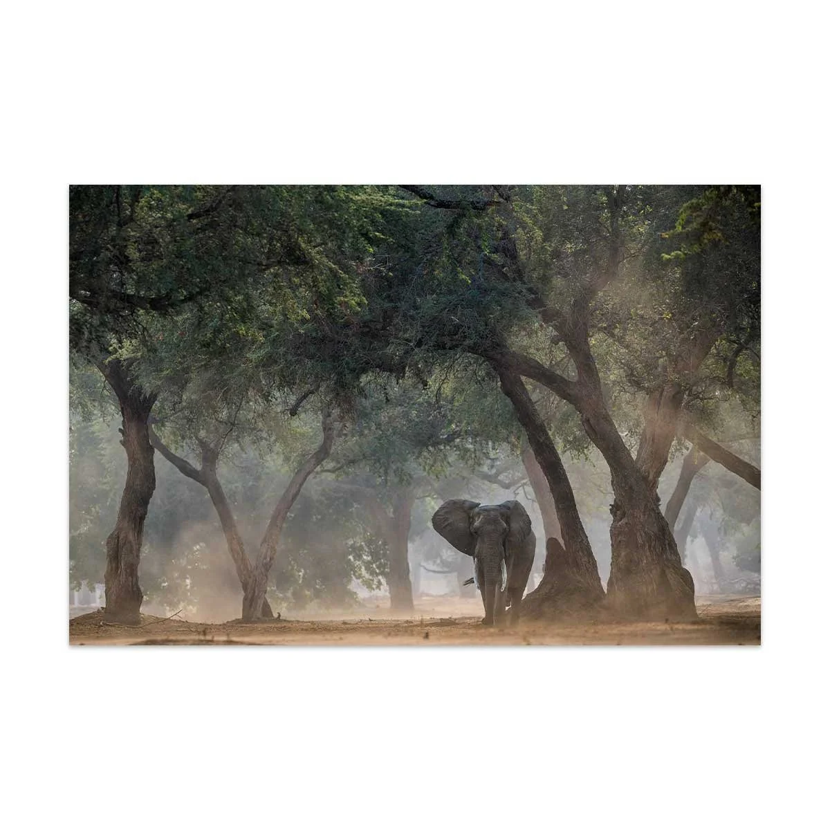 Print Store — Fine-Art African Wildlife Photography | Federico Veronesi